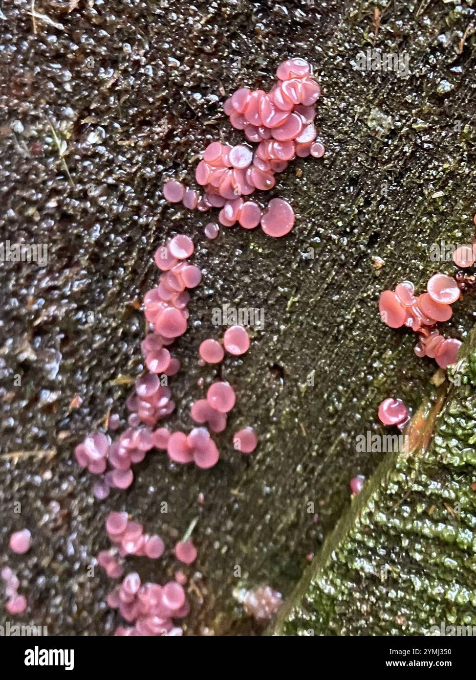 Purple Jellydisc (Ascocoryne sarcoides Stock Photo - Alamy