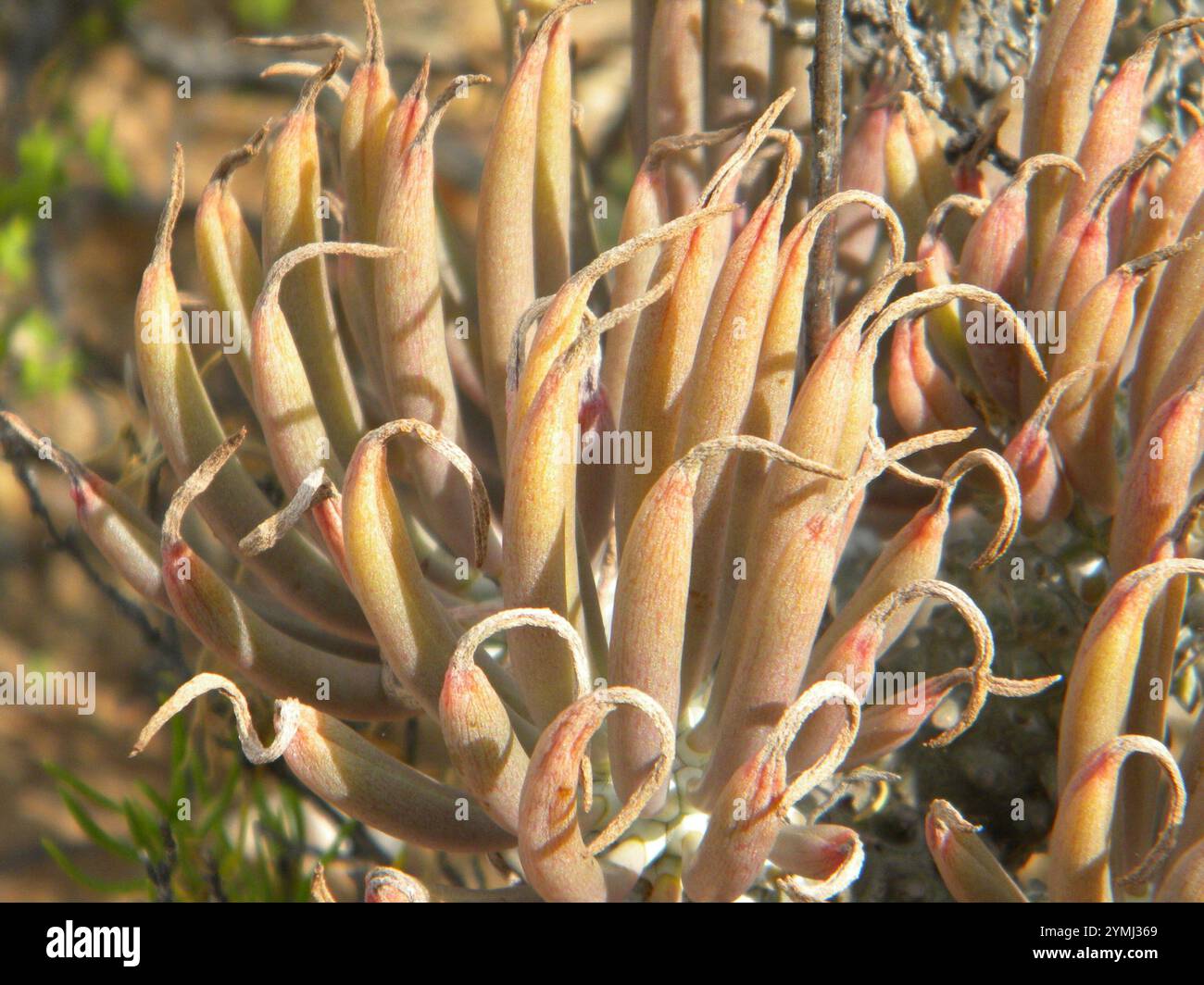 Tylecodon hi-res stock photography and images - Alamy