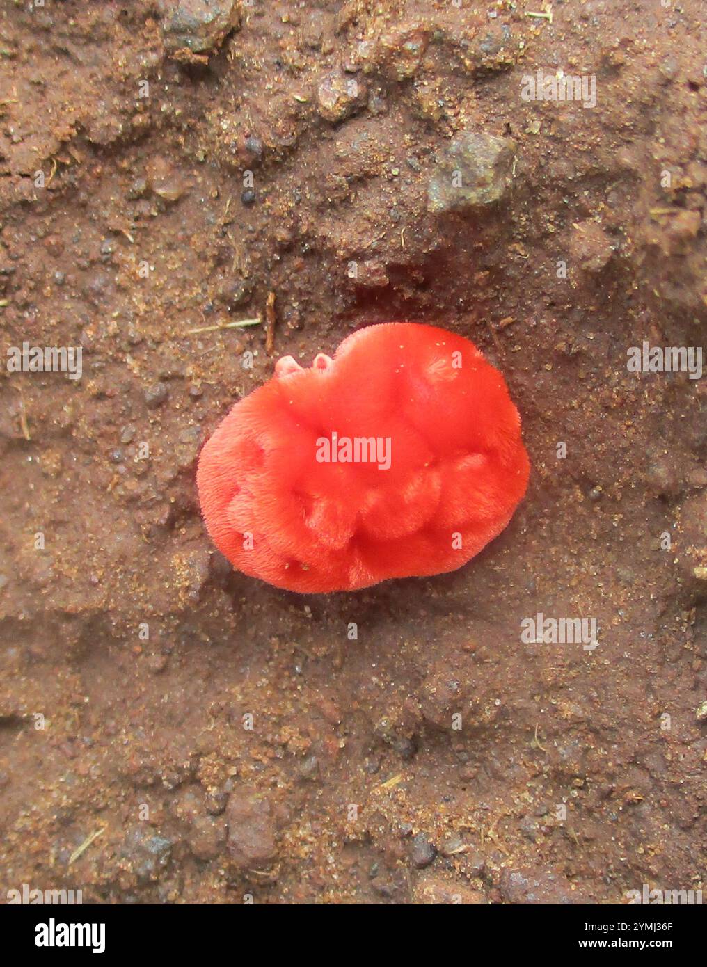 Giant Velvet Mites (Dinothrombium Stock Photo - Alamy