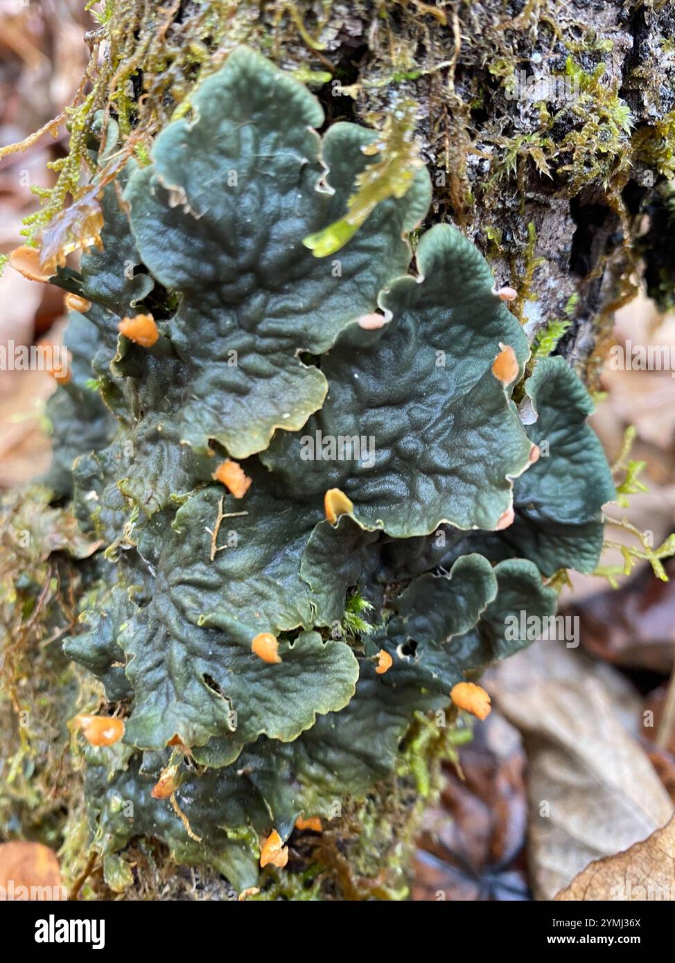 membranous pelt lichen (Peltigera membranacea Stock Photo - Alamy