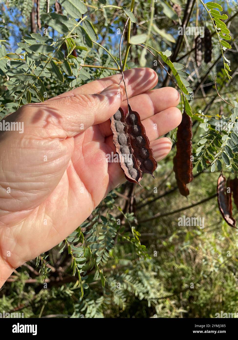 Rattlebush (Sesbania drummondii Stock Photo - Alamy