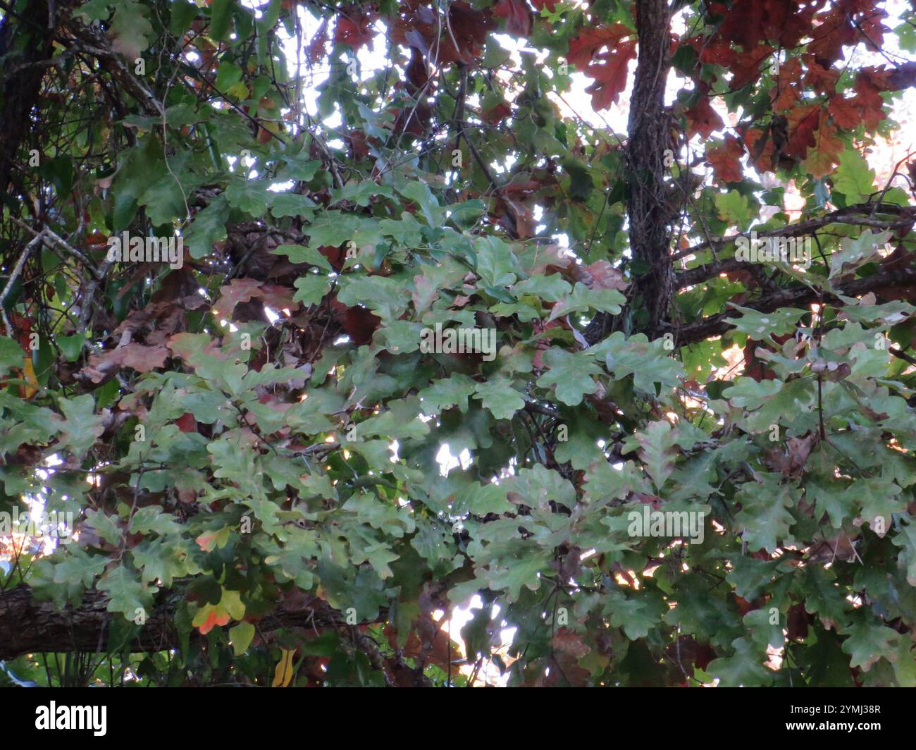 white oak (Quercus alba Stock Photo - Alamy