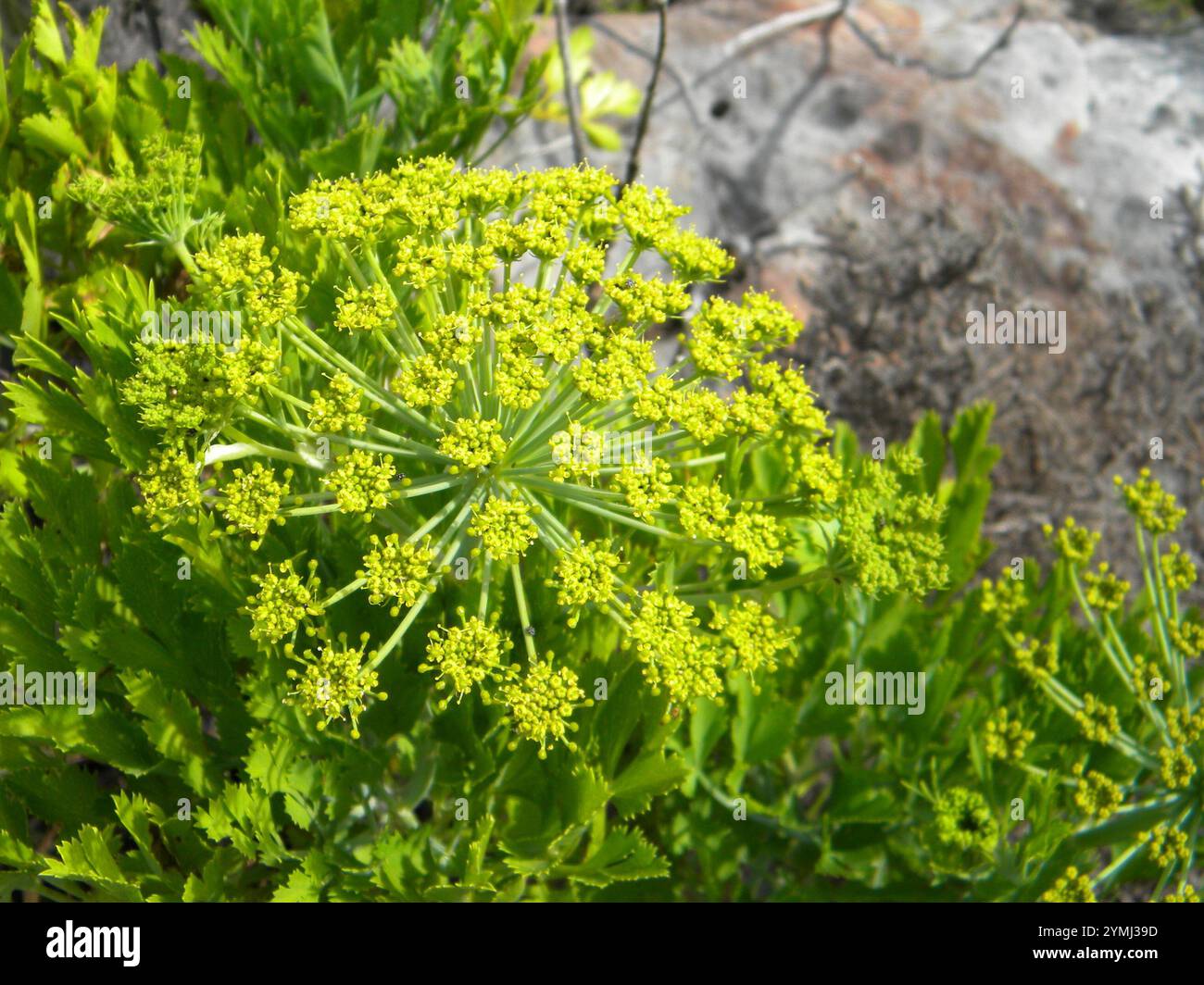 Galbanum hi-res stock photography and images - Alamy