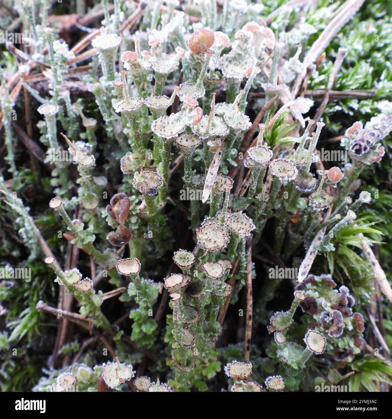Bronzed Pixie Lichen (Cladonia gracilis turbinata Stock Photo - Alamy
