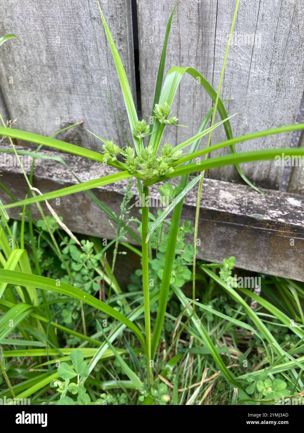 tall flatsedge (Cyperus eragrostis Stock Photo - Alamy