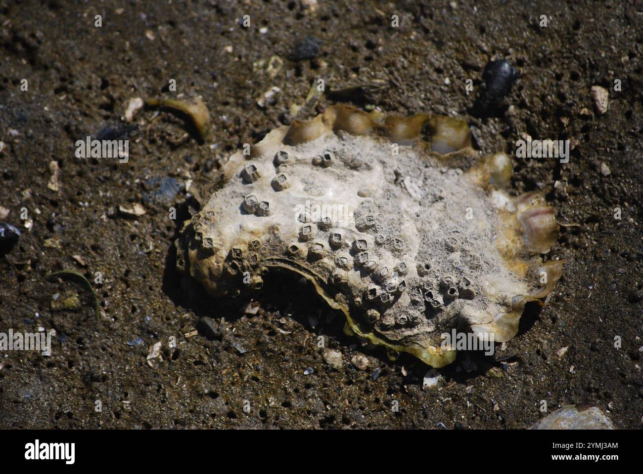 Pacific Oyster (Magallana gigas Stock Photo - Alamy
