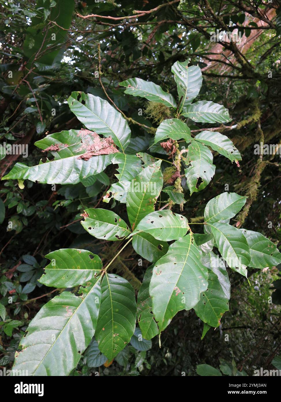 Allophylus hi-res stock photography and images - Alamy