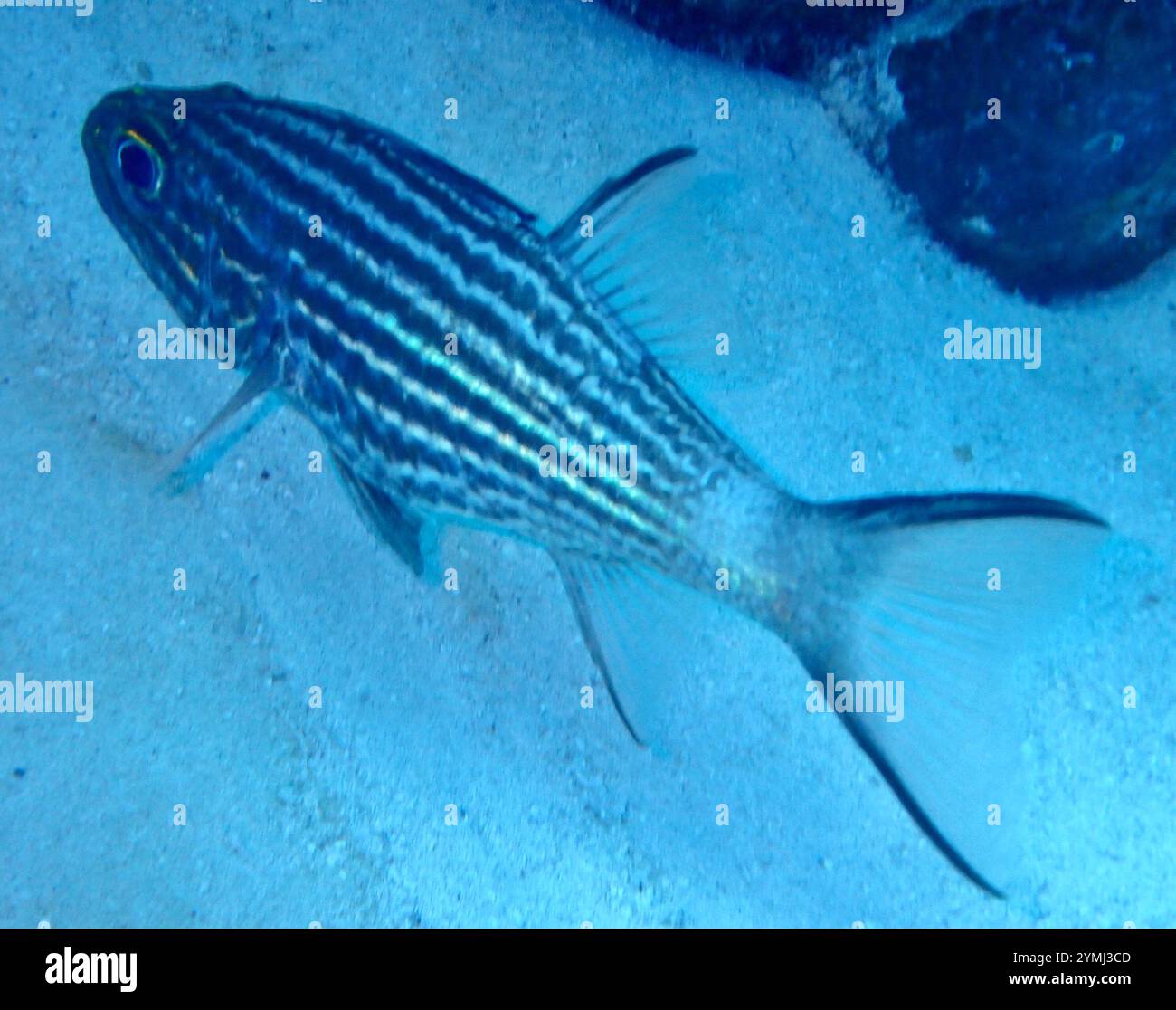 Tiger Cardinalfish (Cheilodipterus macrodon Stock Photo - Alamy