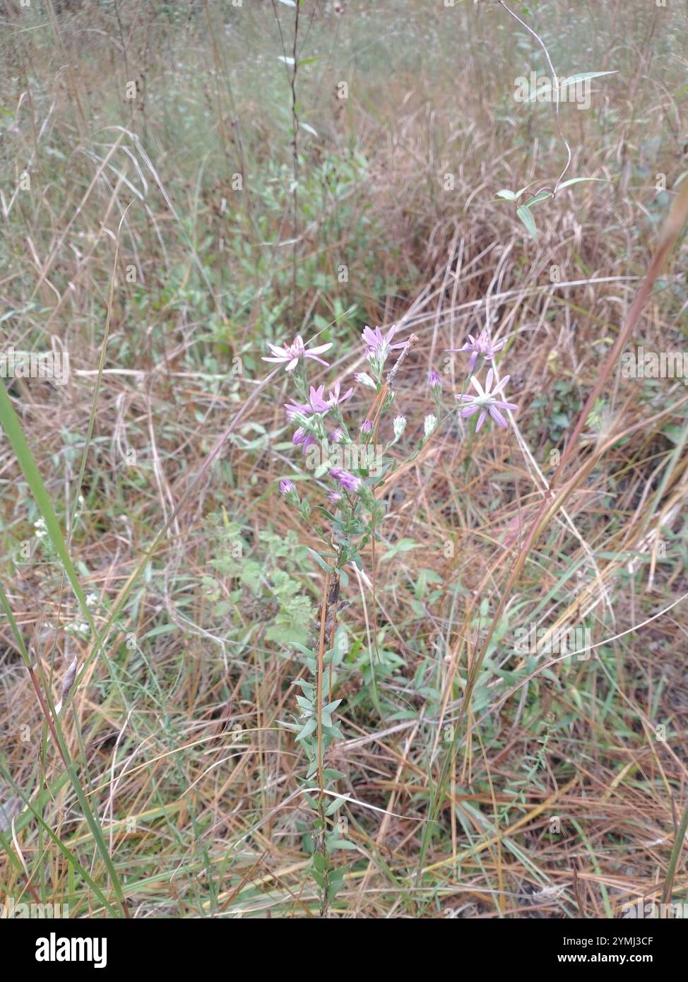 Eastern Silver Aster (Symphyotrichum concolor Stock Photo - Alamy