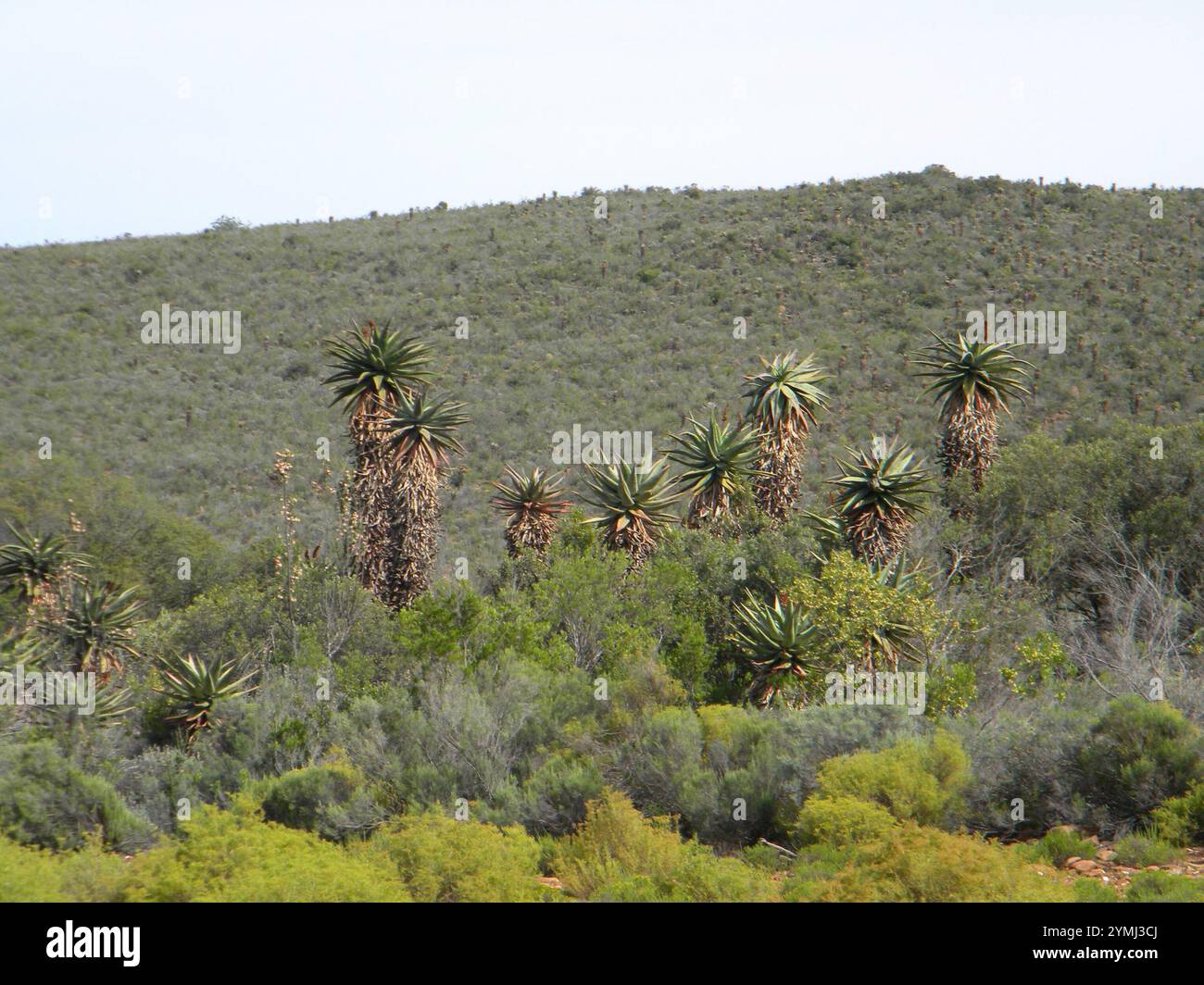 Cape Aloe (Aloe ferox Stock Photo - Alamy