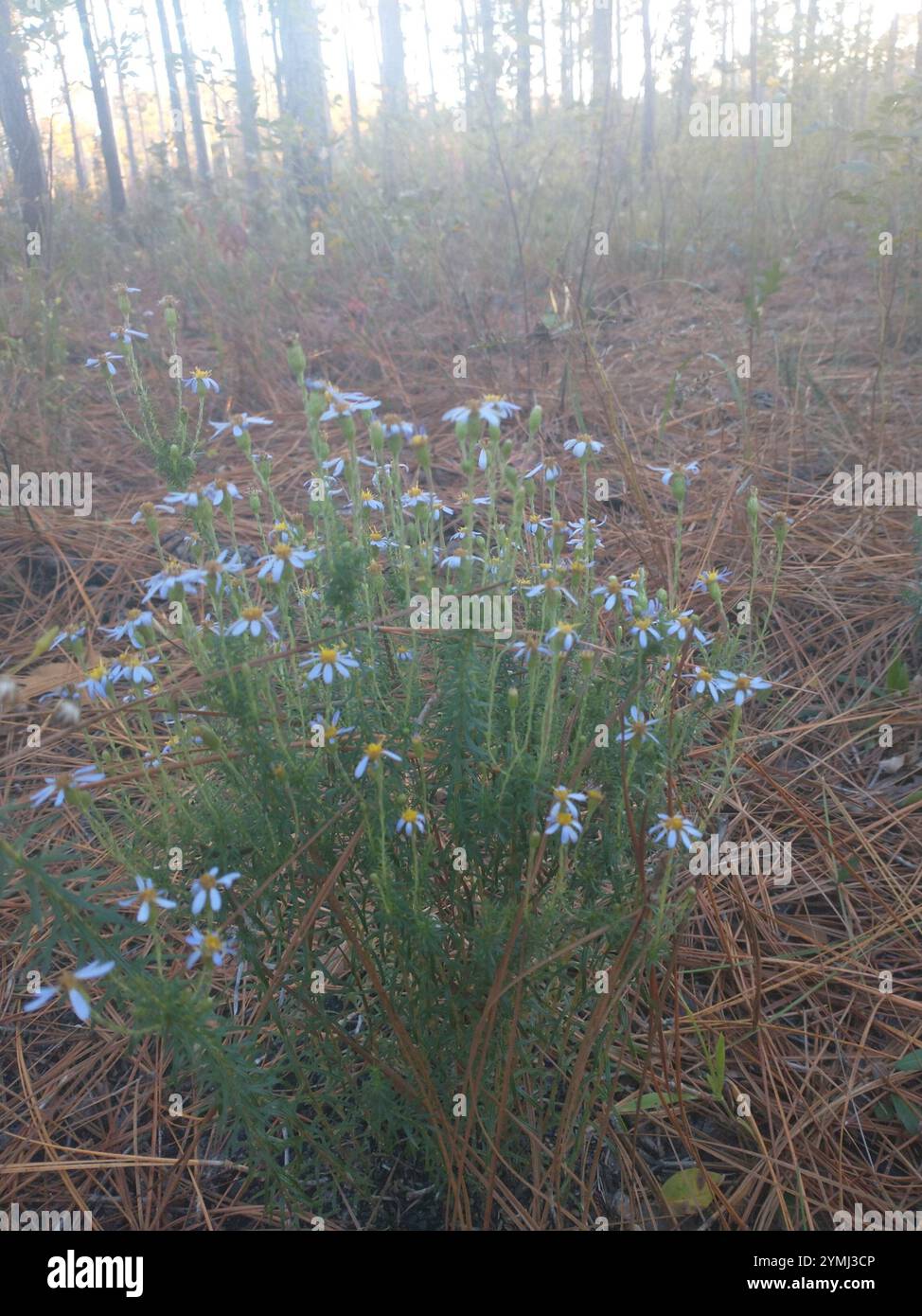 Flax-leaved Aster (Ionactis linariifolia Stock Photo - Alamy