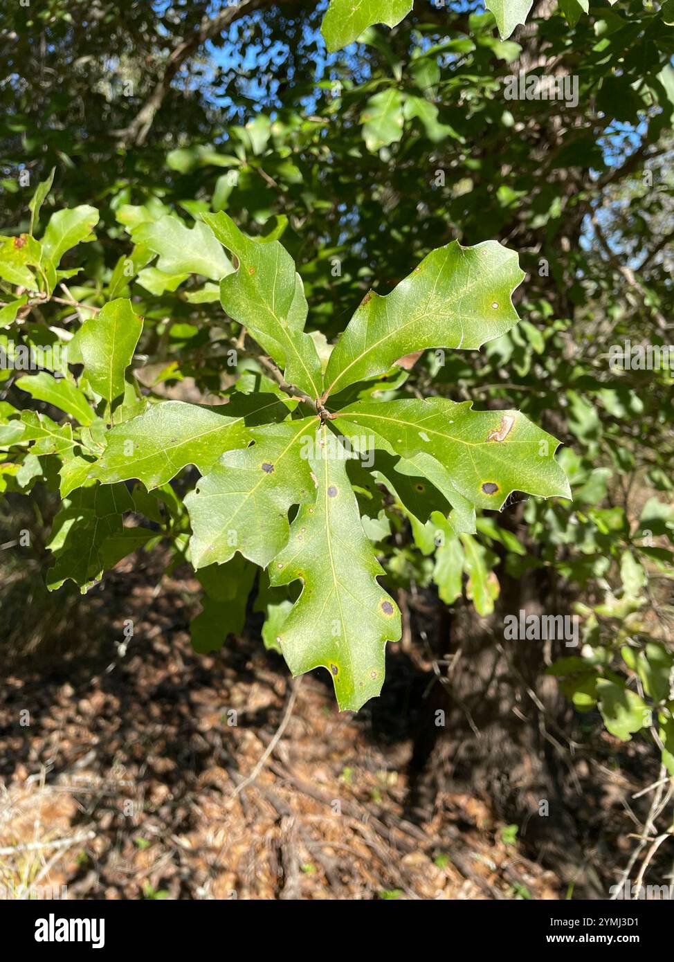 water oak (Quercus nigra Stock Photo - Alamy