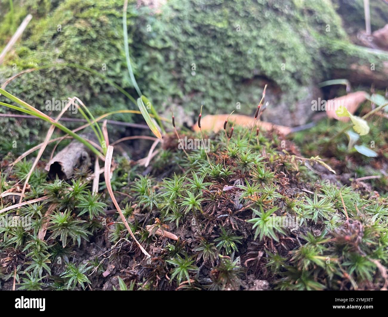 Atrichum angustatum hi-res stock photography and images - Alamy