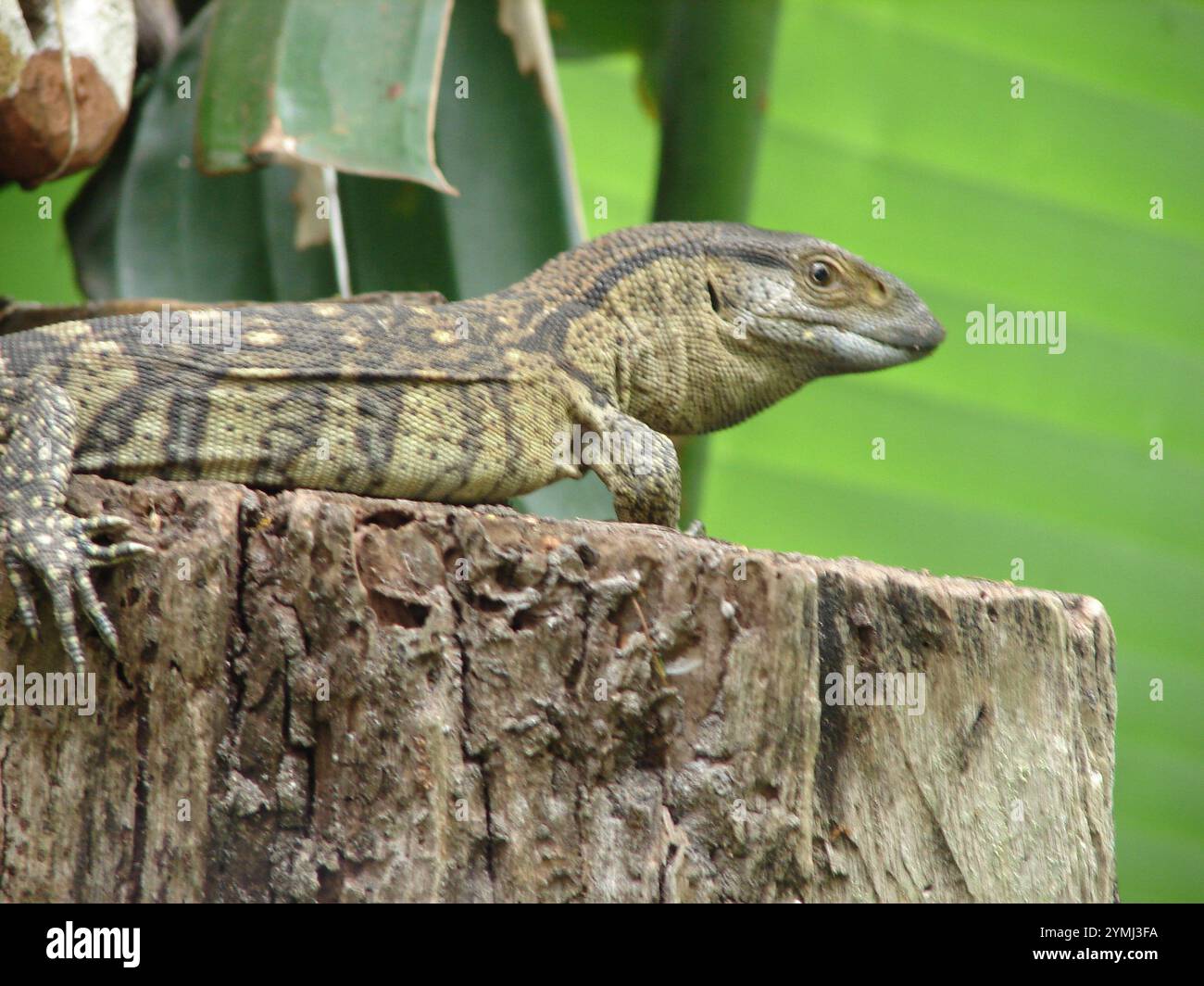 White-throated monitor (Varanus albigularis albigularis Stock Photo - Alamy