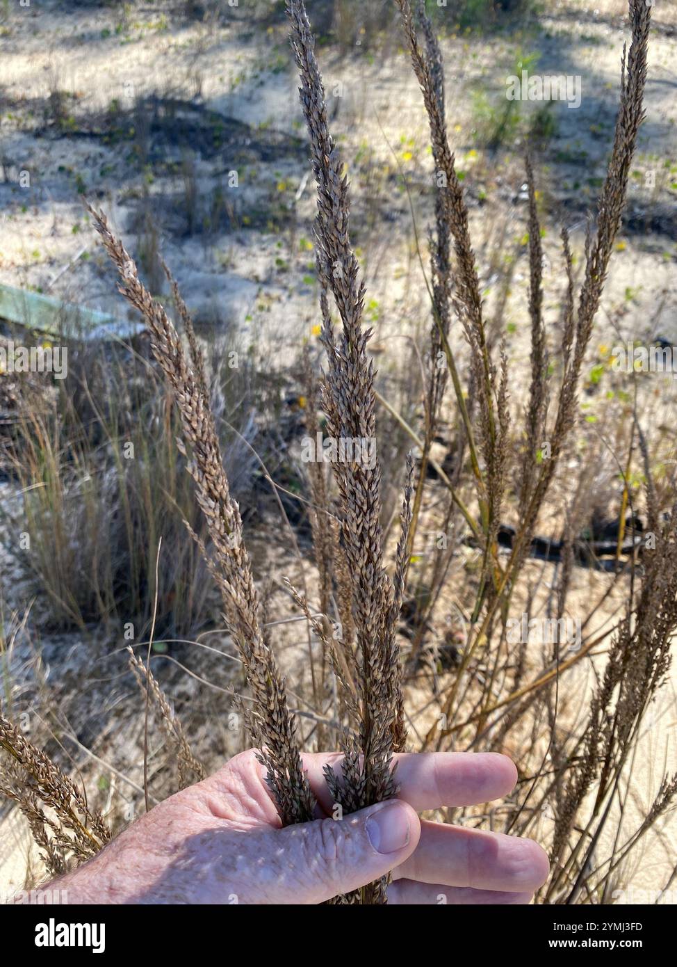 Bitter Panicgrass (Panicum amarum Stock Photo - Alamy
