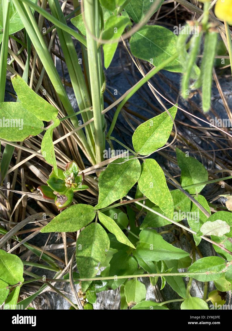 Wild Cowpea (Vigna luteola Stock Photo - Alamy