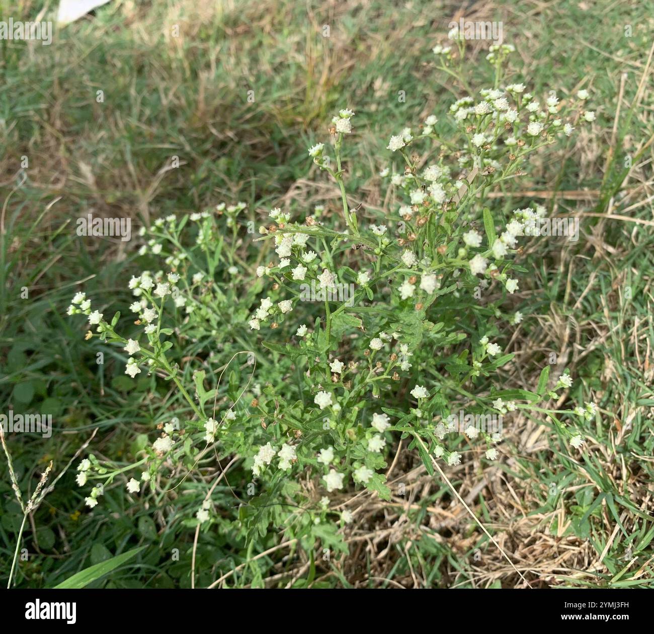 Santa Maria feverfew (Parthenium hysterophorus Stock Photo - Alamy