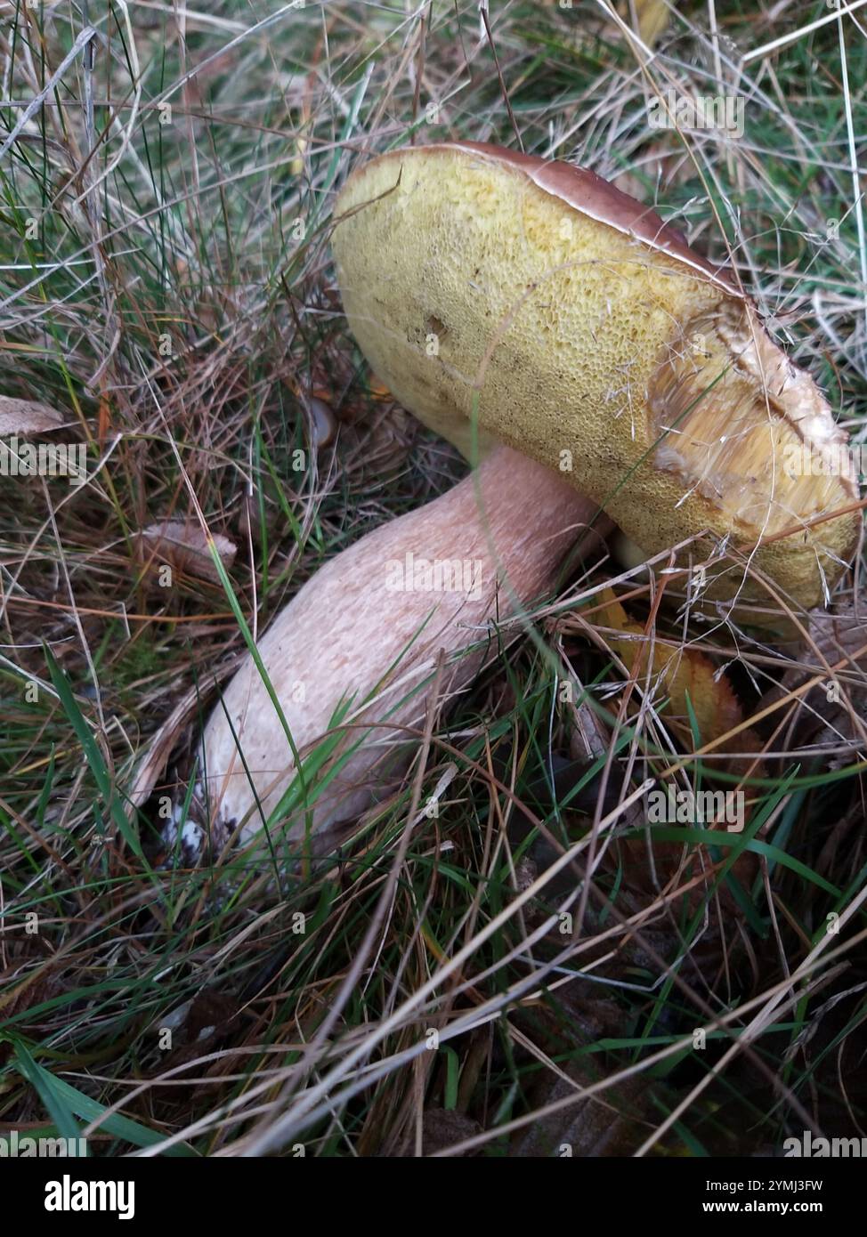 King Bolete (Boletus edulis Stock Photo - Alamy