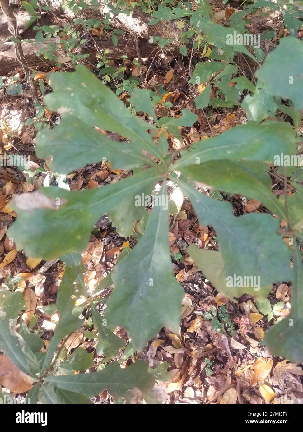 water oak (Quercus nigra Stock Photo - Alamy