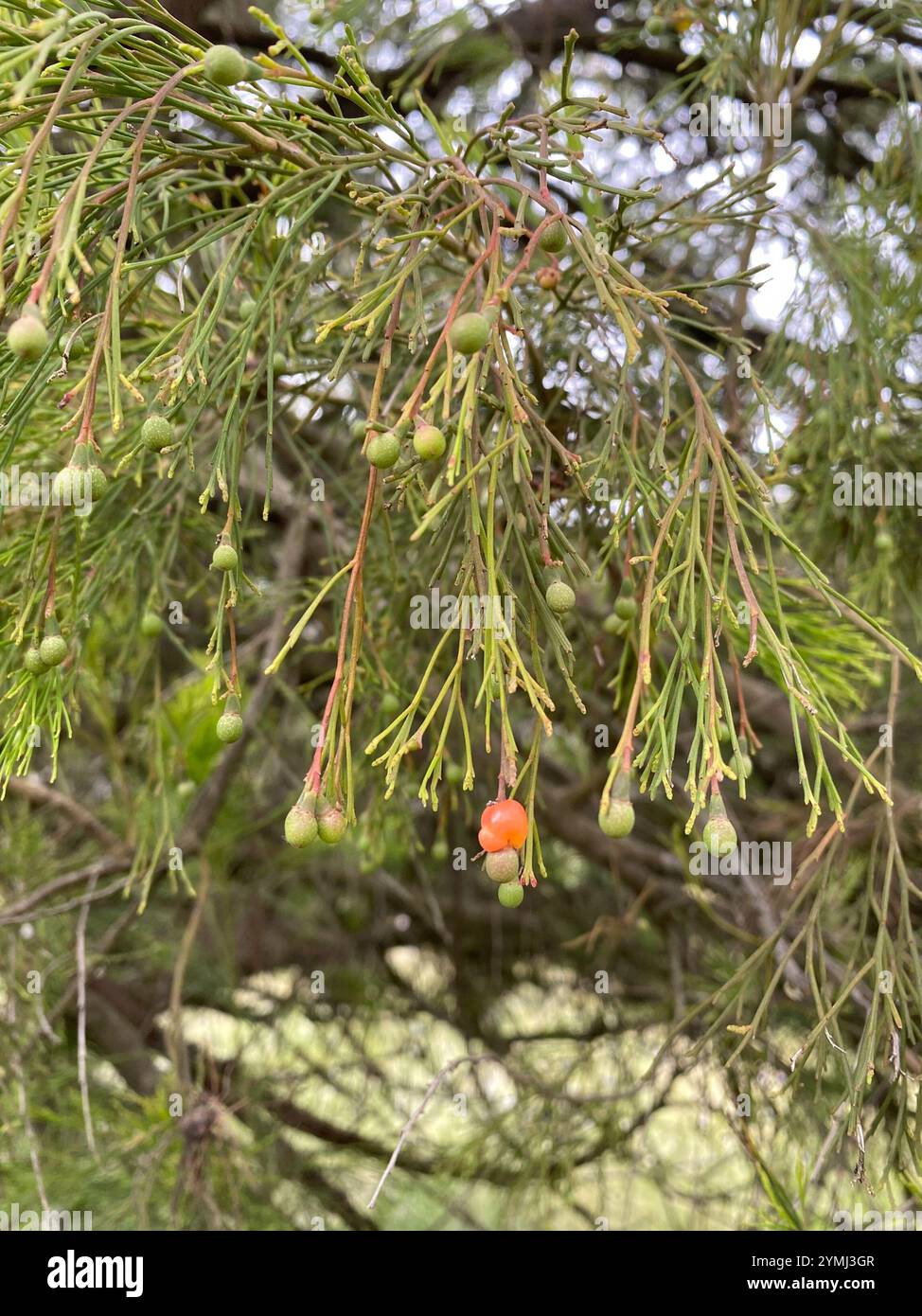 Exocarpos cupressiformis hi-res stock photography and images - Alamy