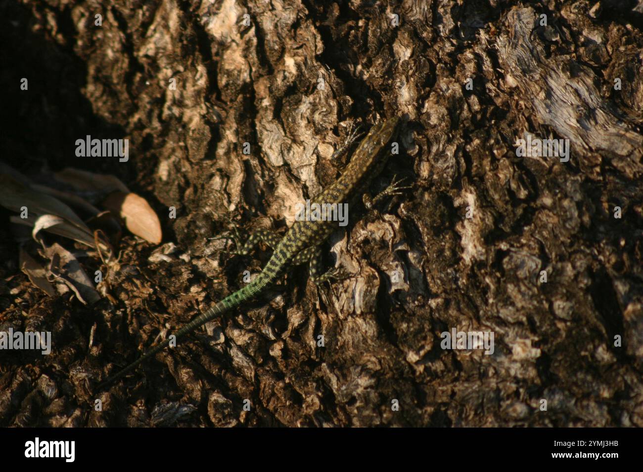 Pelasgian hi-res stock photography and images - Alamy