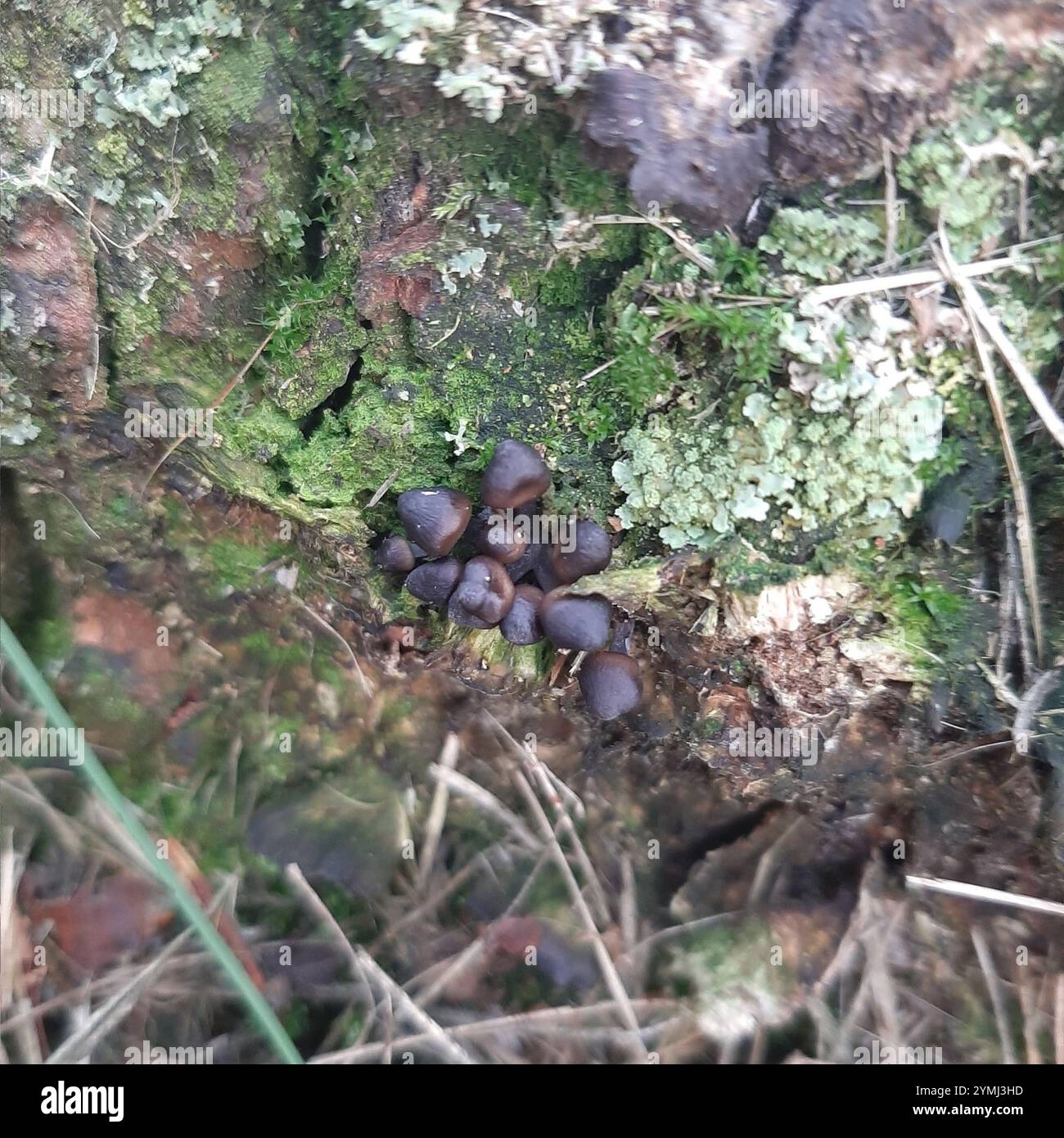 clustered bonnet (Mycena inclinata Stock Photo - Alamy