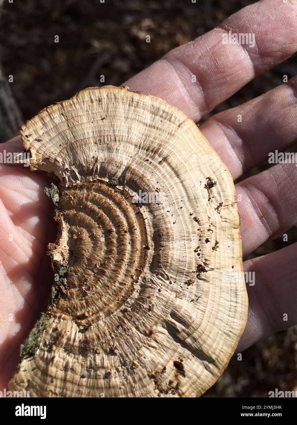 Thin-walled Maze Polypore (Daedaleopsis confragosa Stock Photo - Alamy