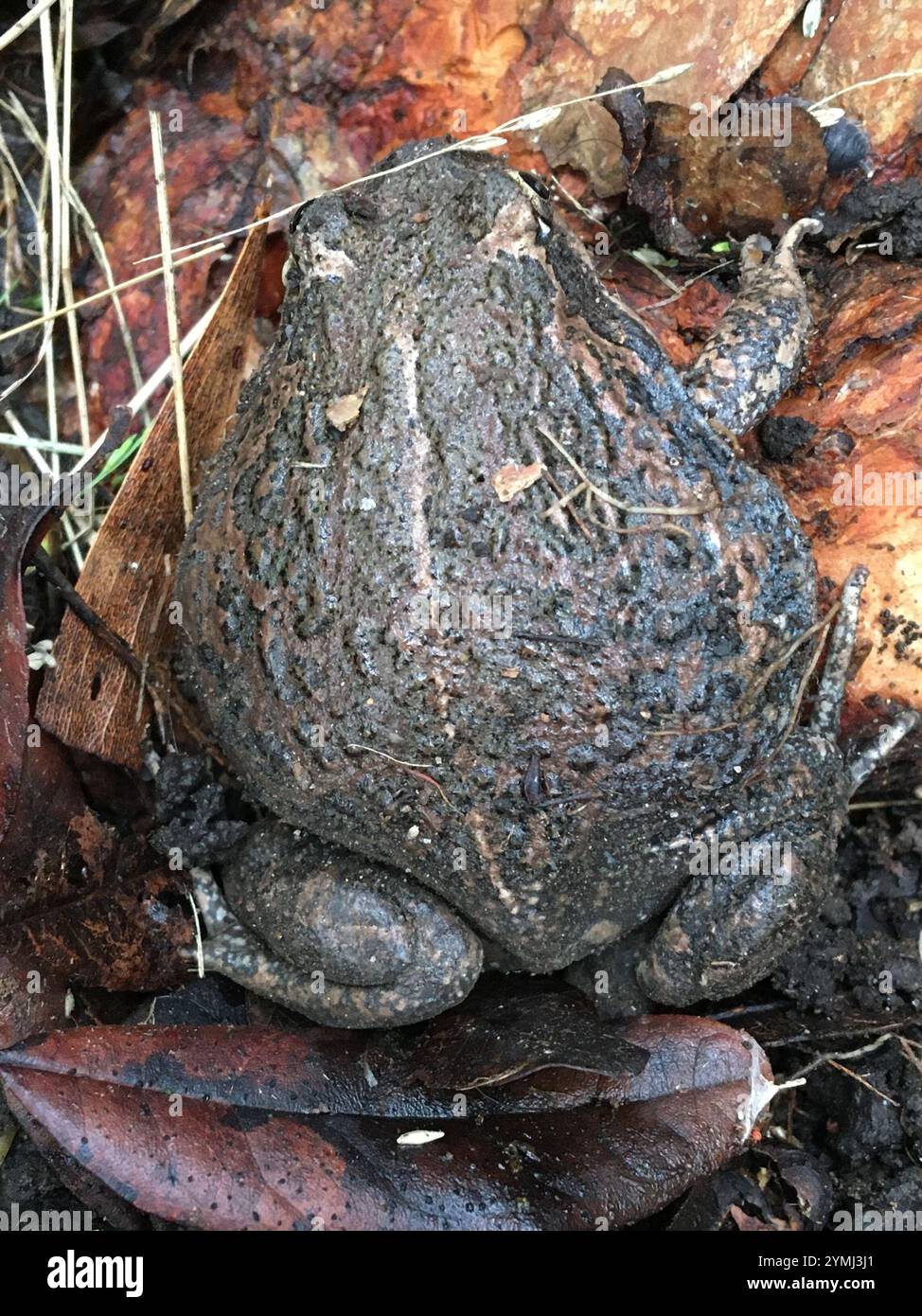 Eastern Banjo Frog (Limnodynastes dumerilii Stock Photo - Alamy