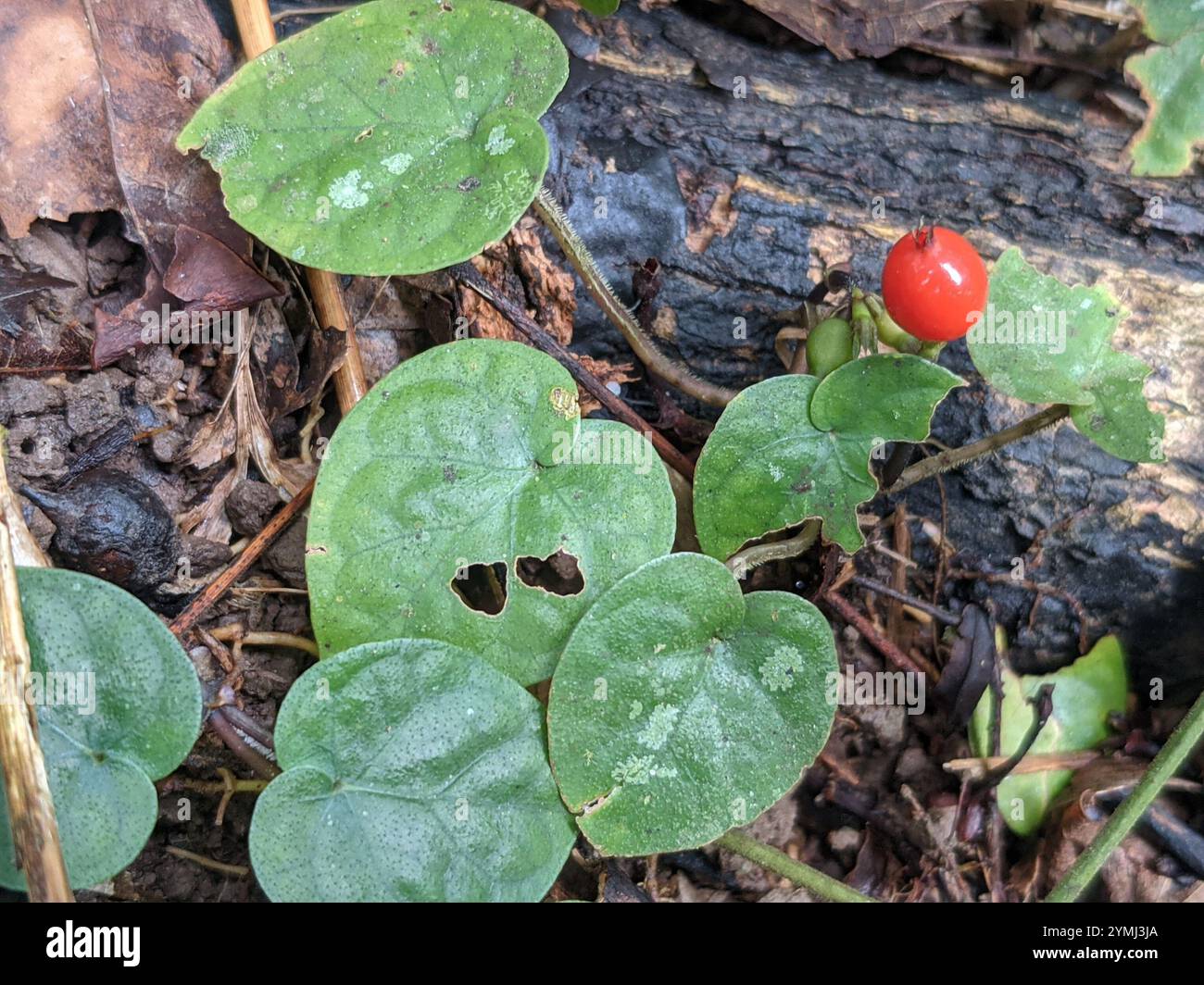 Geophila repens hi-res stock photography and images - Alamy