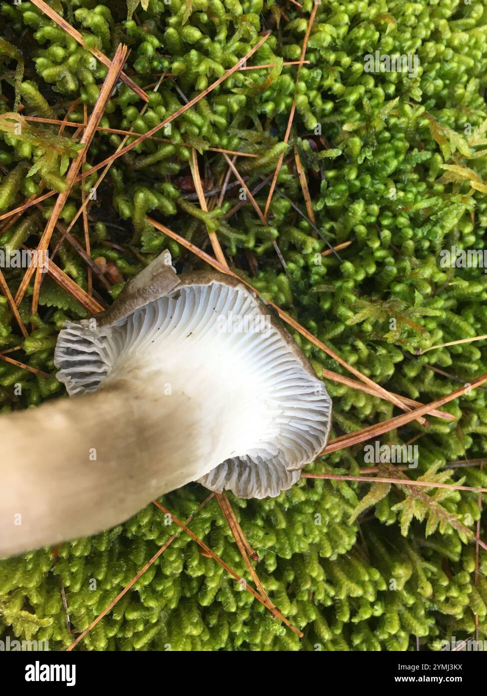 The Goblet (Pseudoclitocybe cyathiformis Stock Photo - Alamy