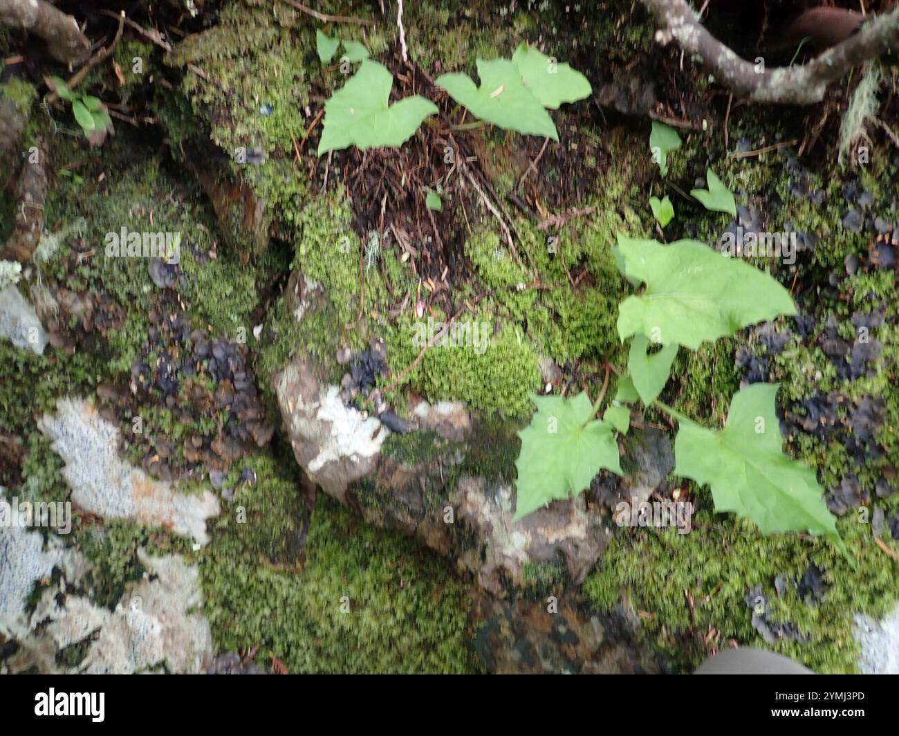 western rattlesnake root (Nabalus alatus Stock Photo - Alamy