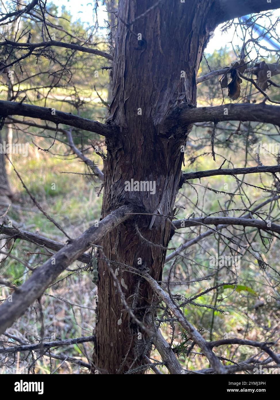 Ashe juniper (Juniperus ashei Stock Photo - Alamy