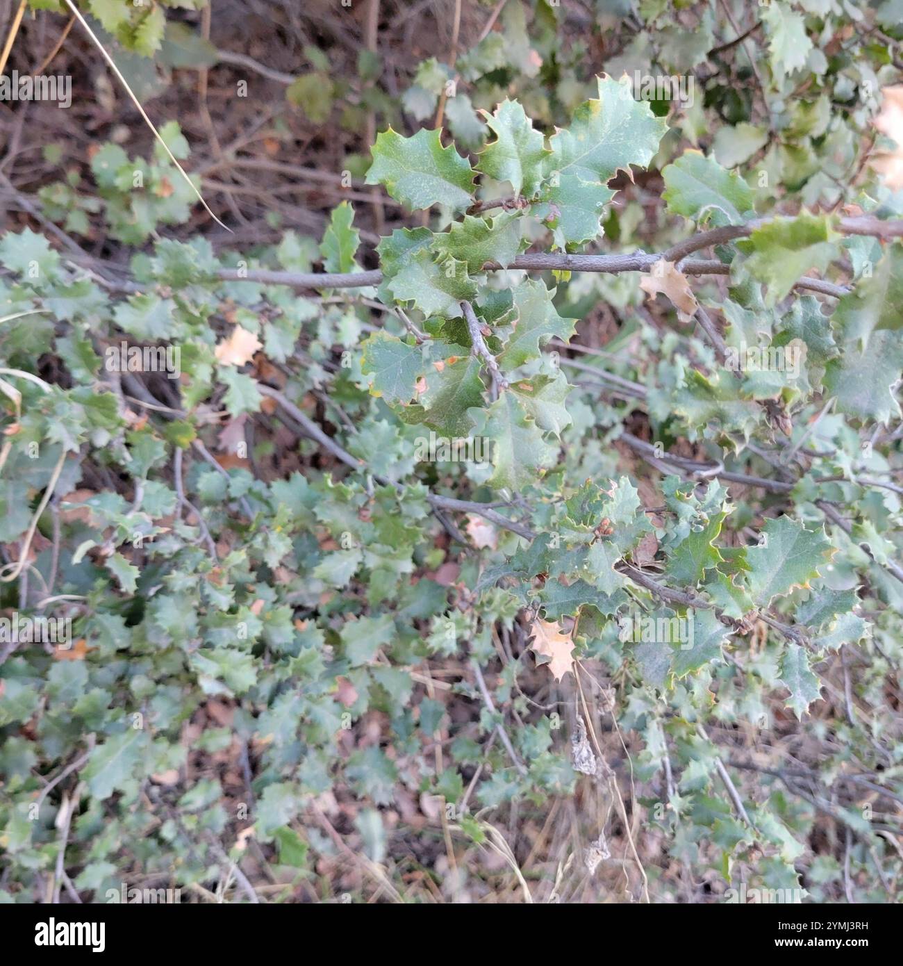 California scrub oak (Quercus berberidifolia Stock Photo - Alamy