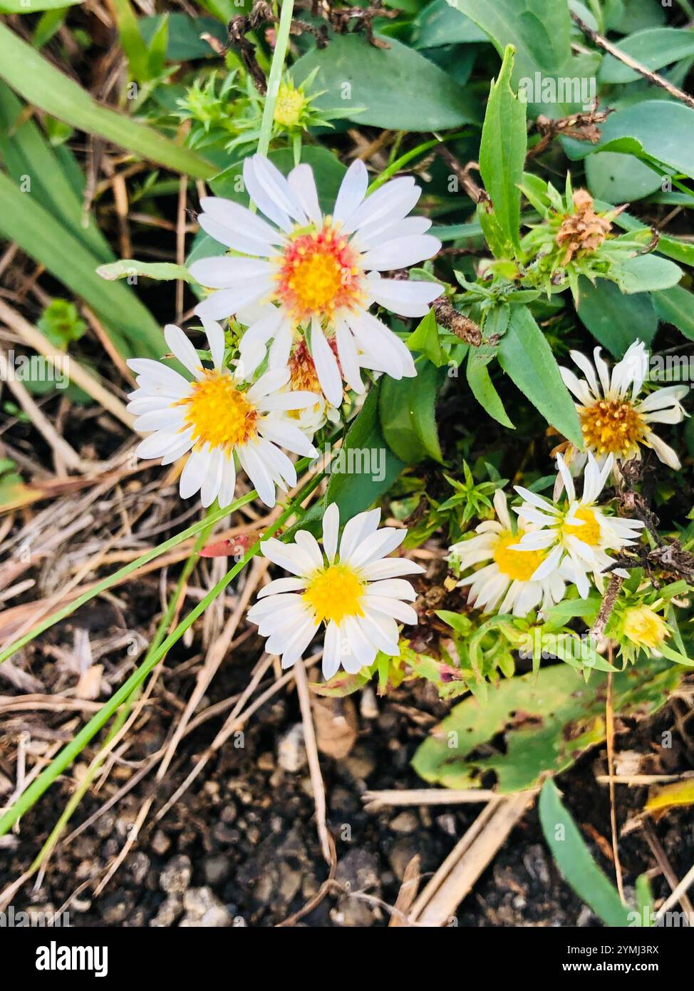 panicled aster (Symphyotrichum lanceolatum Stock Photo - Alamy