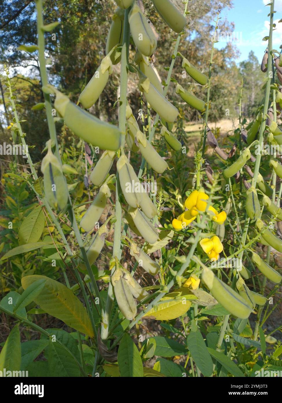 Showy Rattlebox (Crotalaria spectabilis Stock Photo - Alamy