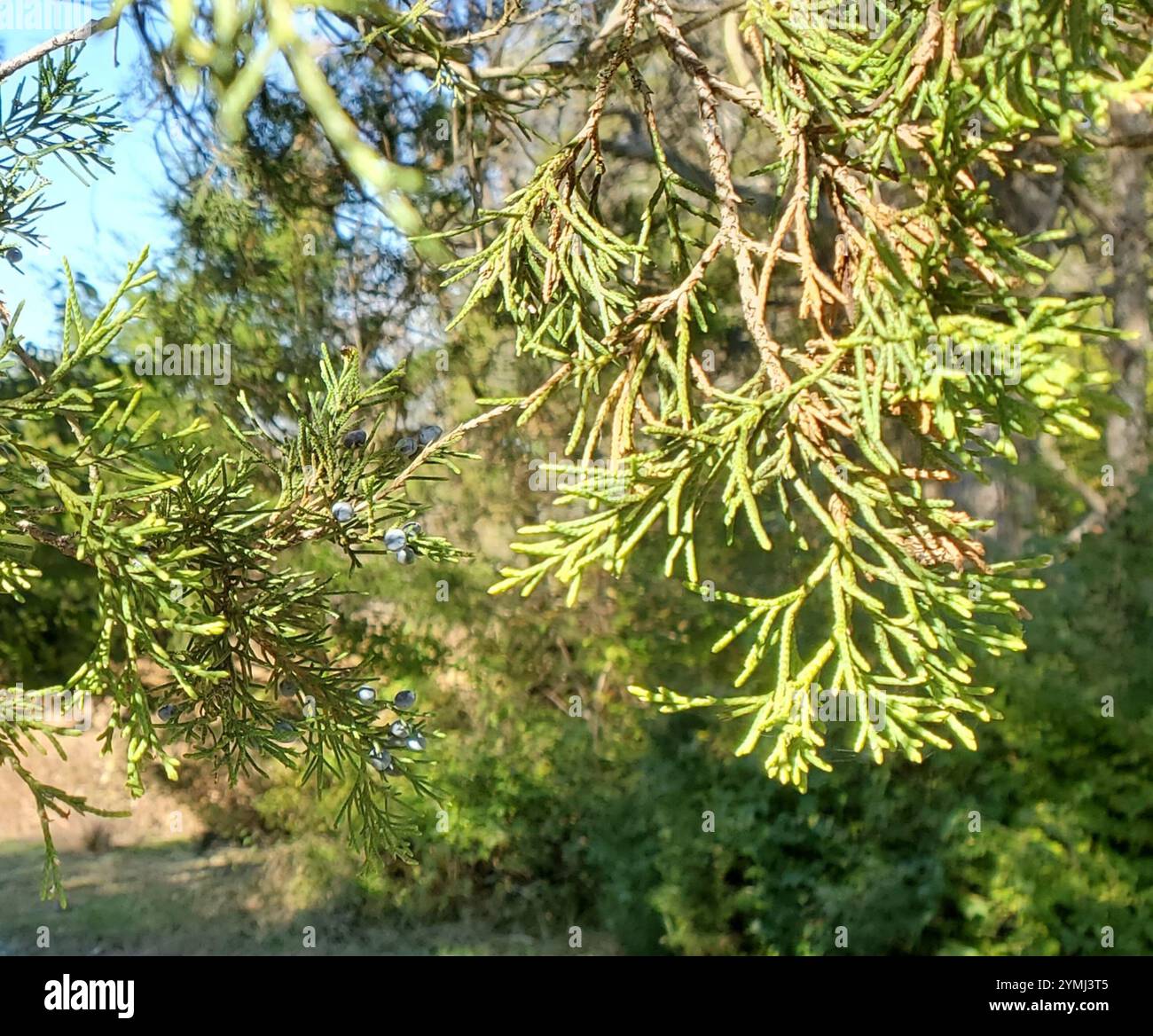eastern redcedar (Juniperus virginiana Stock Photo - Alamy