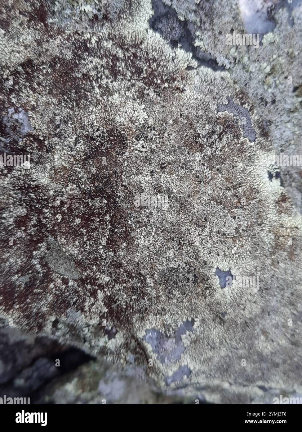 common lichens (Lecanoromycetes Stock Photo - Alamy