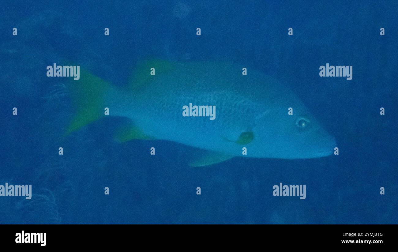 Schoolmaster Snapper (Lutjanus apodus Stock Photo - Alamy