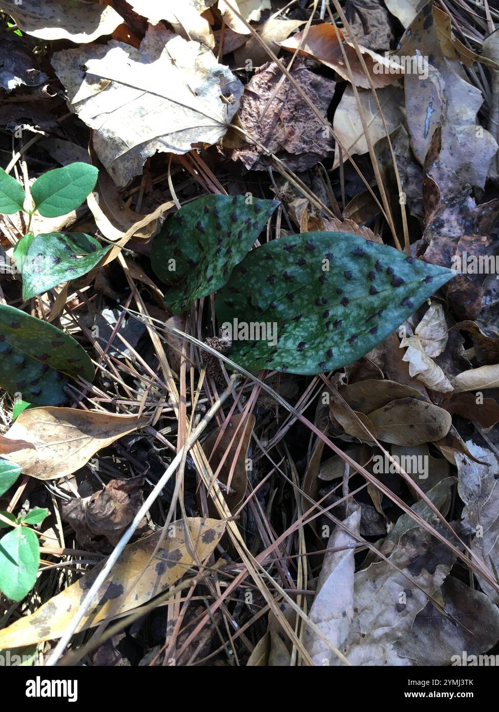 crane-fly orchid (Tipularia discolor Stock Photo - Alamy