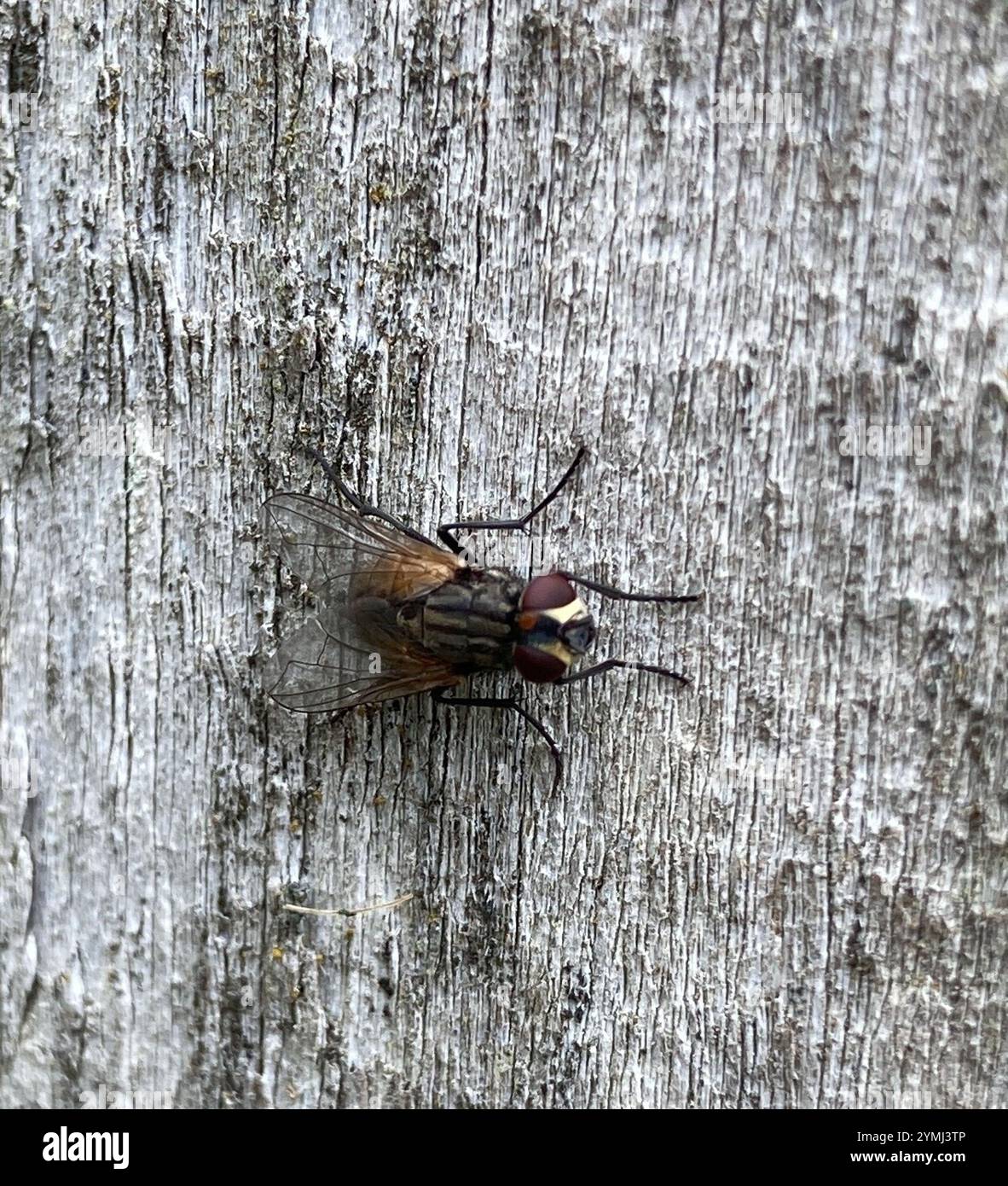Common House Fly (Musca domestica Stock Photo - Alamy