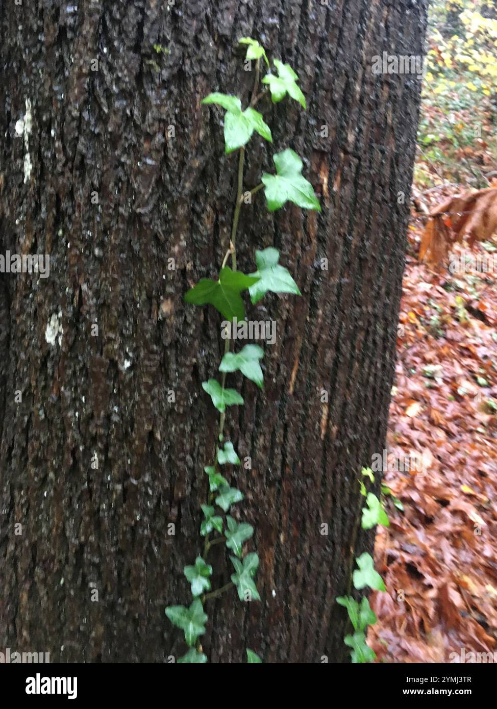 common ivy (Hedera helix Stock Photo - Alamy