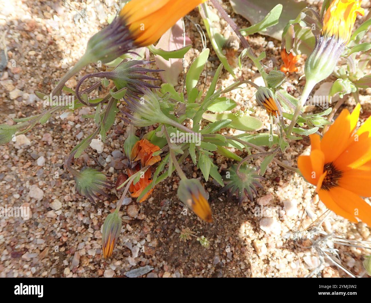 Cape marigold (Dimorphotheca sinuata Stock Photo - Alamy