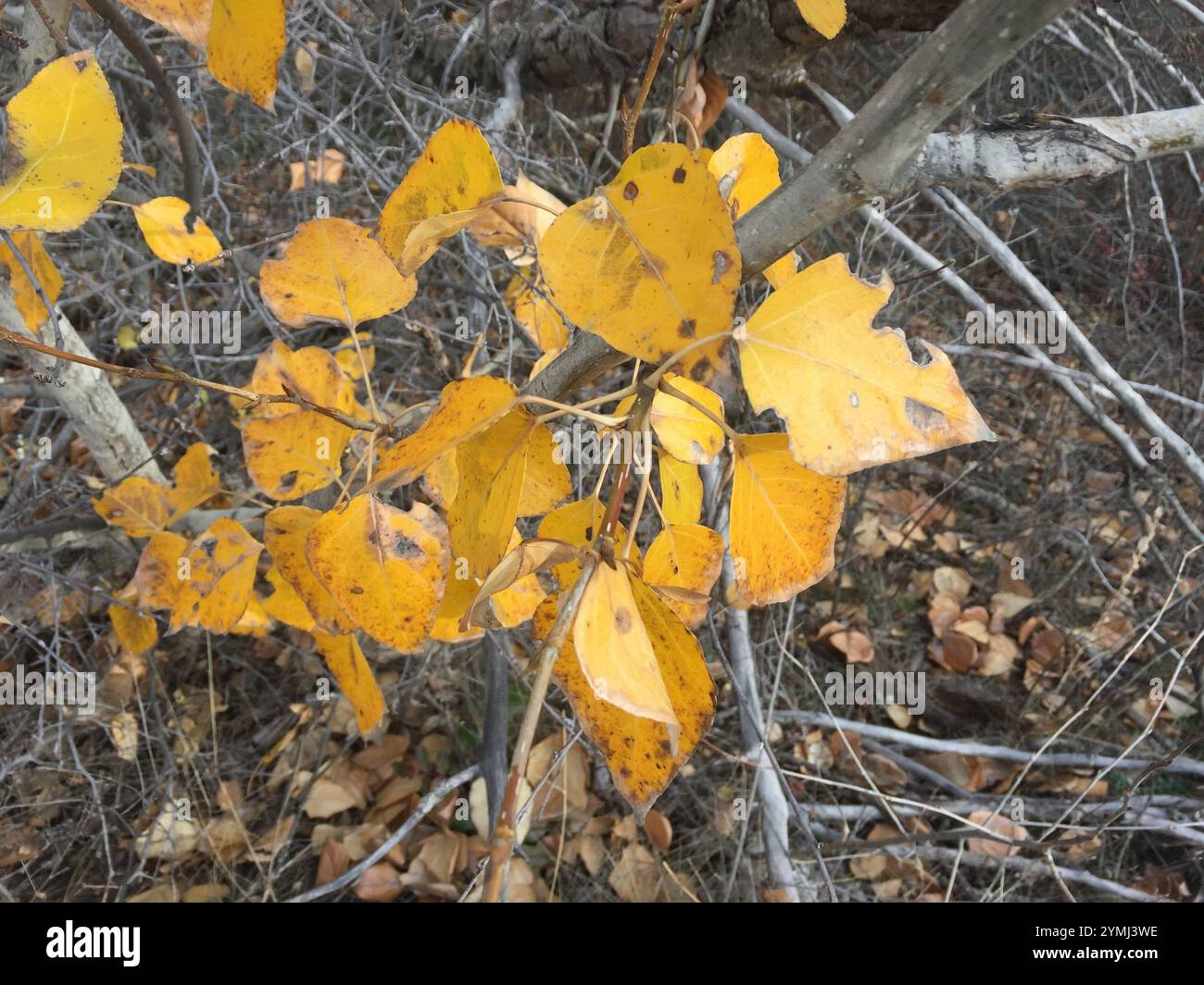 black cottonwood (Populus trichocarpa Stock Photo - Alamy
