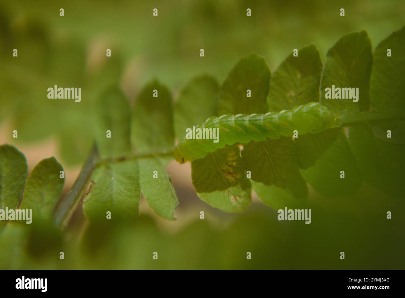 Fern Moths (Callopistria Stock Photo - Alamy