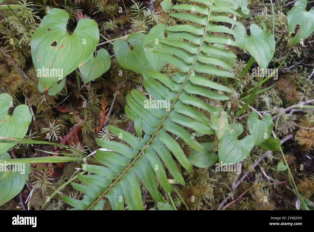 western sword fern (Polystichum munitum Stock Photo - Alamy
