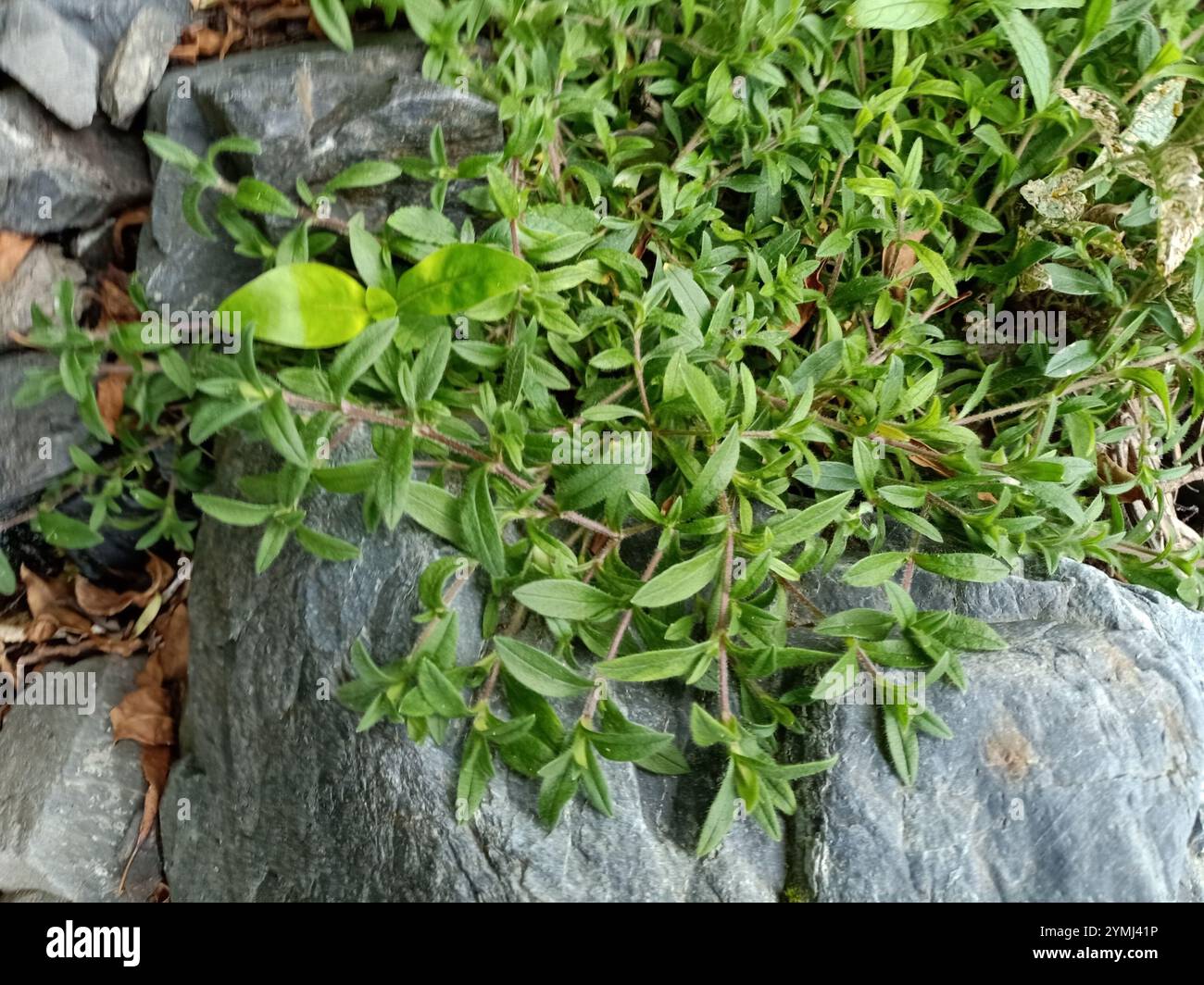Common mouse-ear chickweed (Cerastium fontanum Stock Photo - Alamy