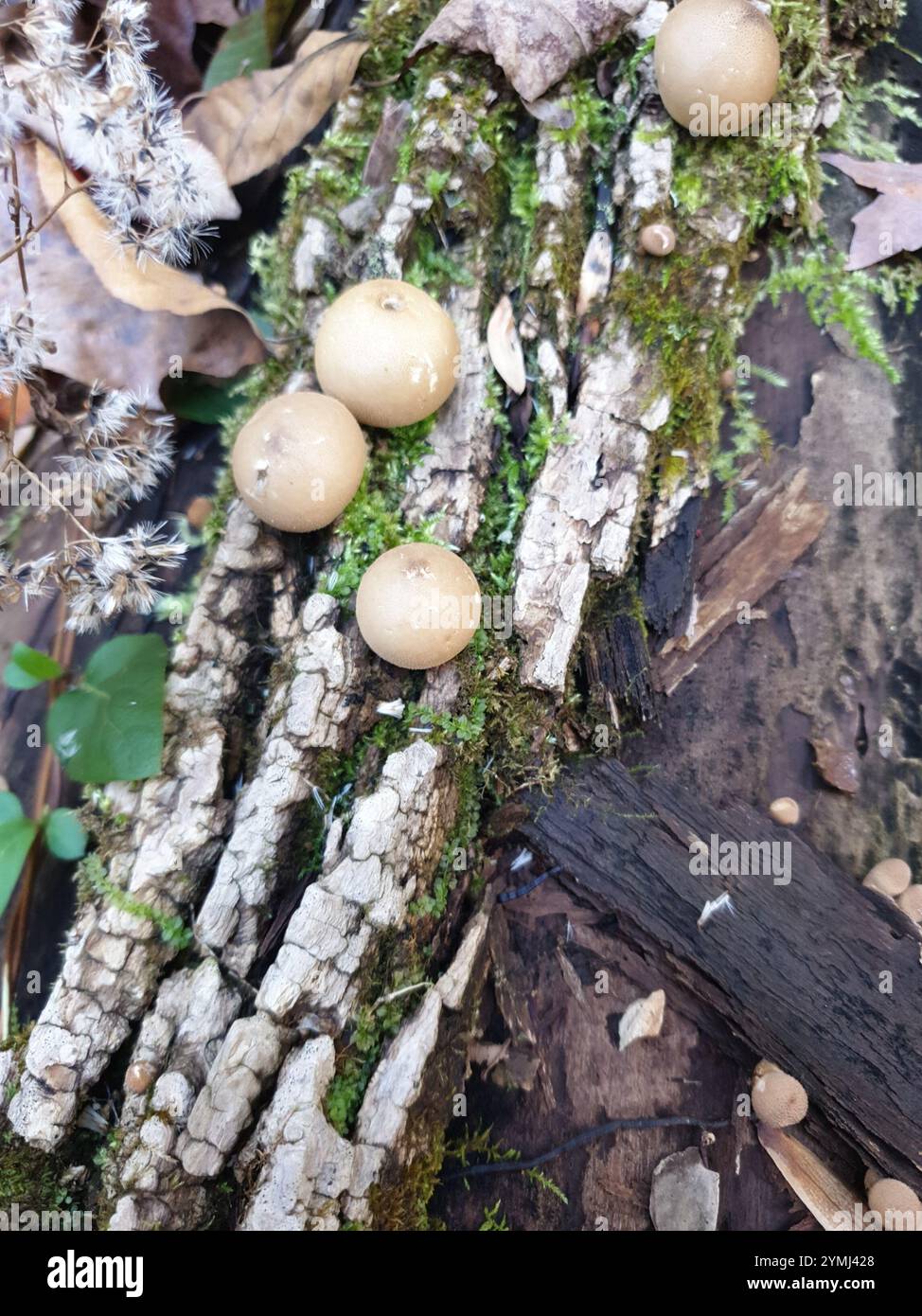 Pear-shaped Puffball (Apioperdon pyriforme Stock Photo - Alamy