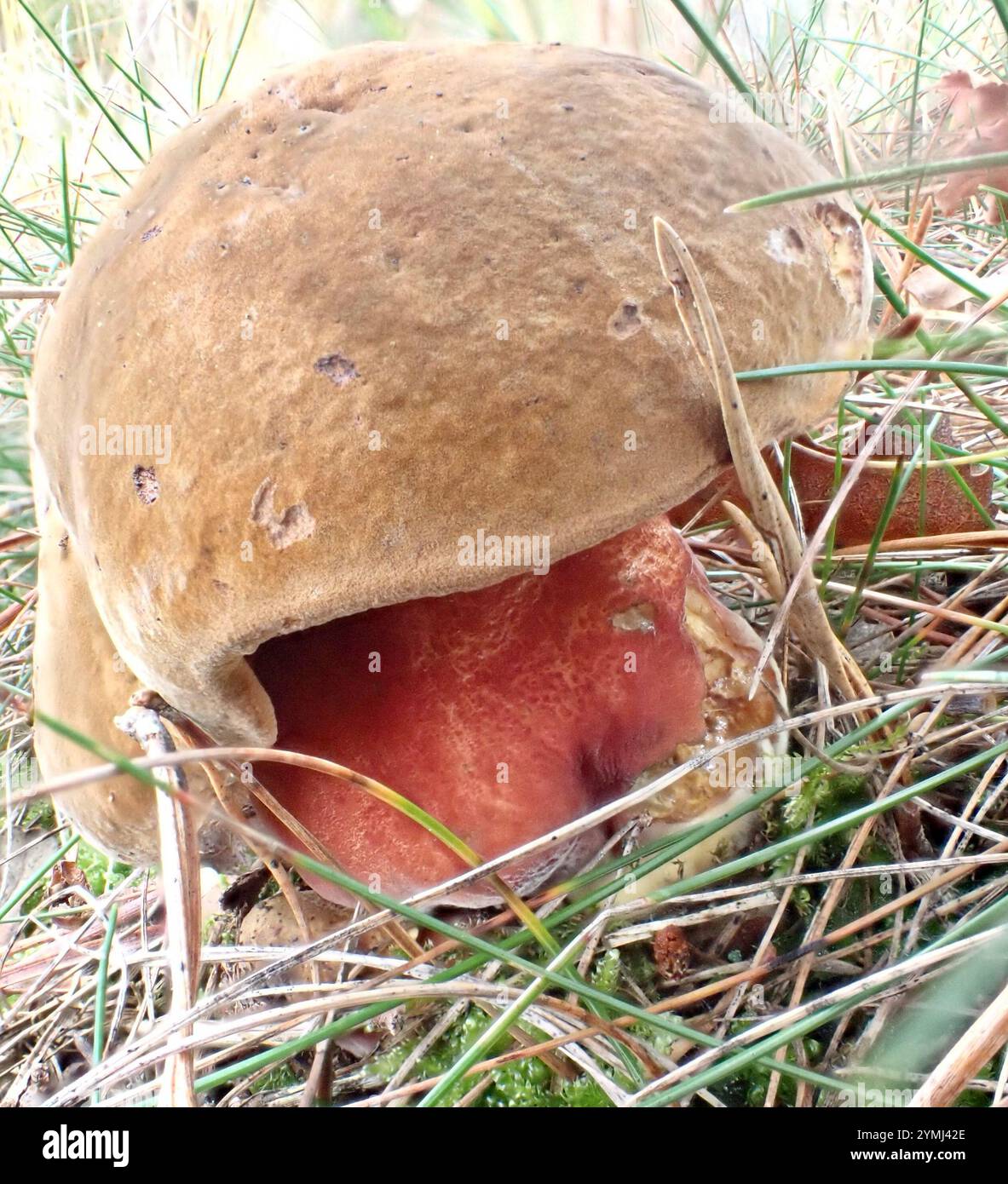 Dotted Stem Bolete (Neoboletus erythropus Stock Photo - Alamy