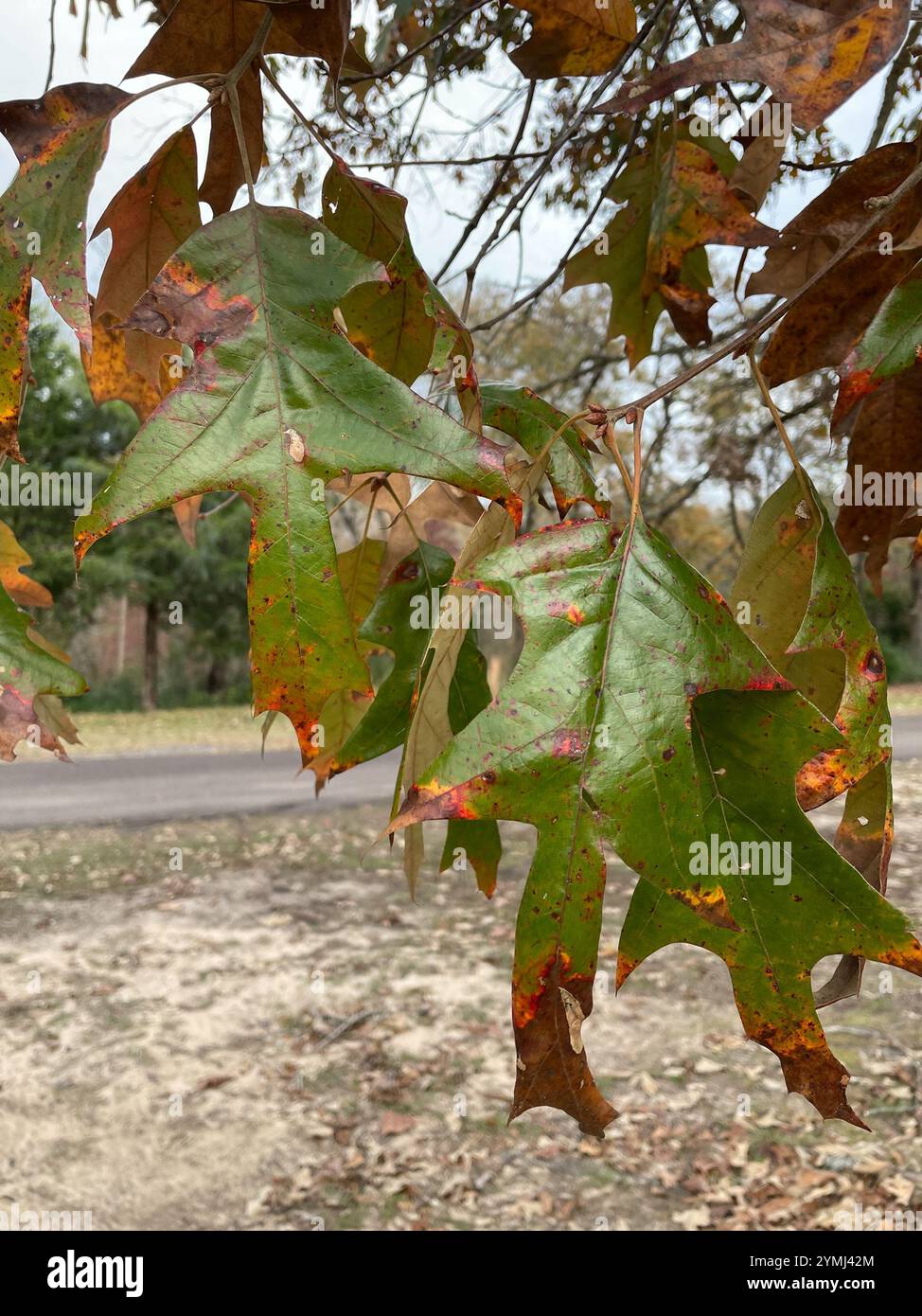 cherrybark oak (Quercus pagoda Stock Photo - Alamy