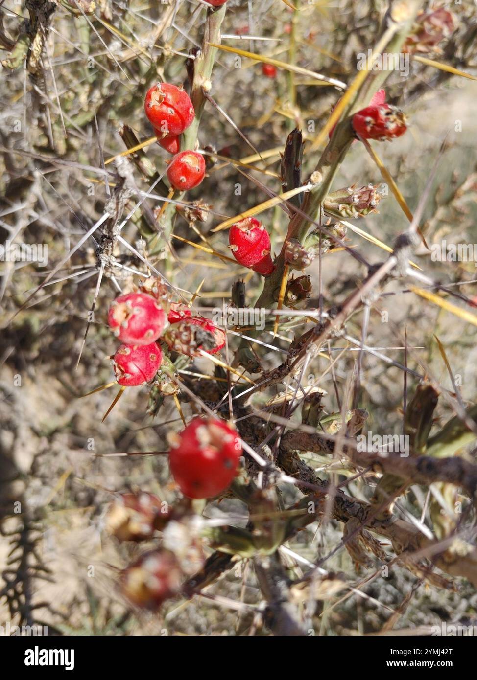 Christmas cholla (Cylindropuntia leptocaulis Stock Photo - Alamy